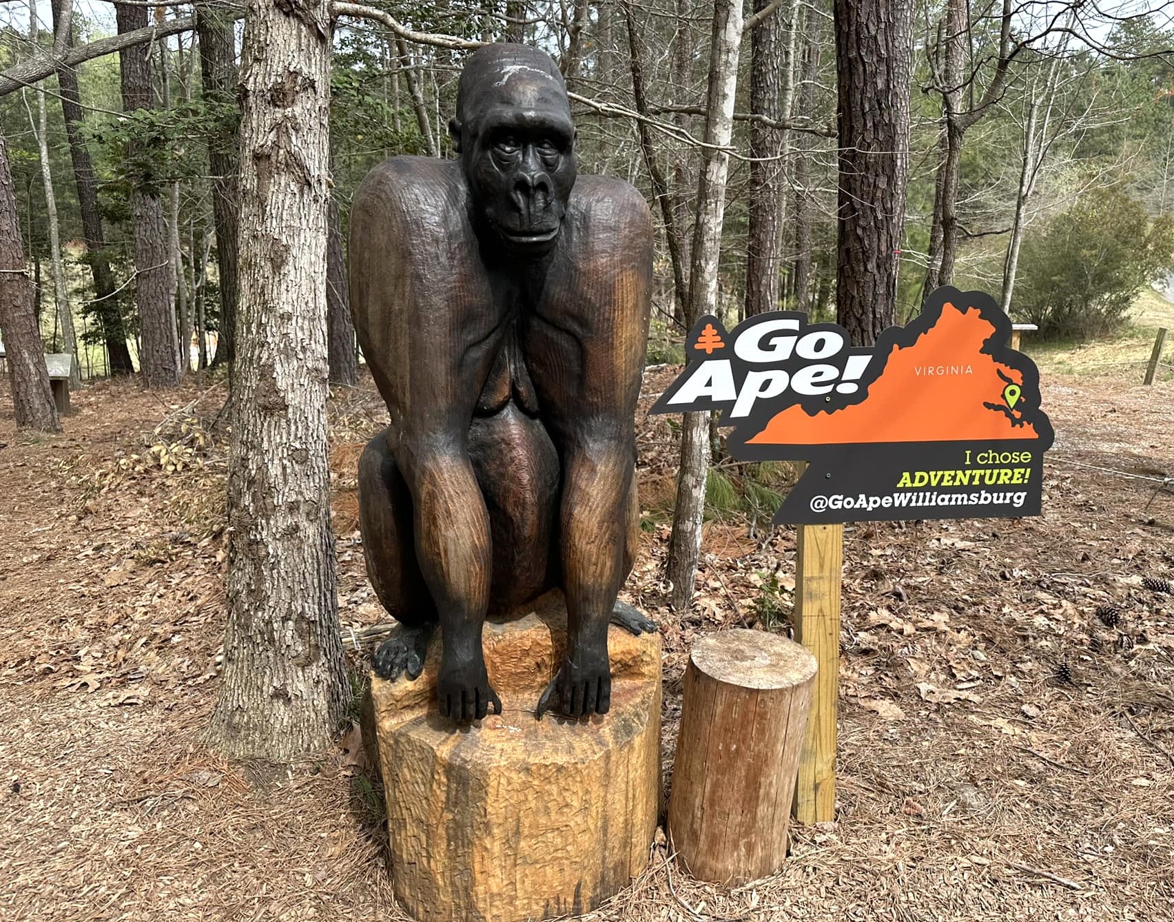 Go Ape Adds New Adventure Element | Williamsburg Yorktown Daily
