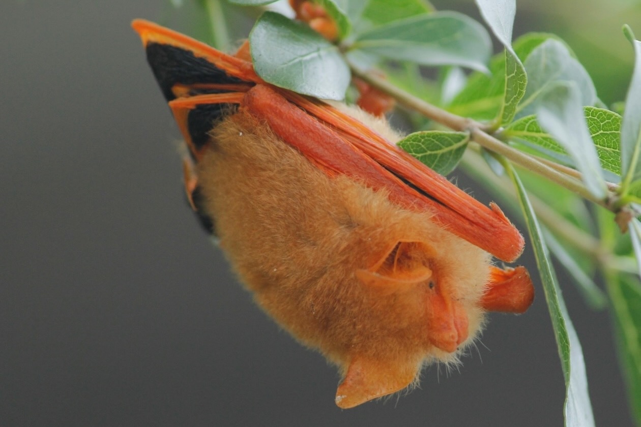 Not so Spooky: Bats are Beneficial – and They’re in Trouble ...
